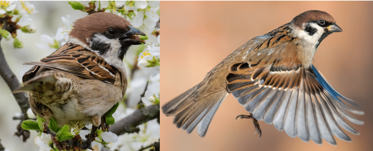 15 COMMON Birds That Are Found in Japan! (2024) - Bird Watching HQ