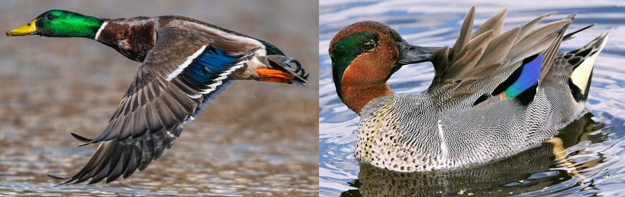 27 Types of DUCKS That Live in Europe! (2023) - Bird Watching HQ