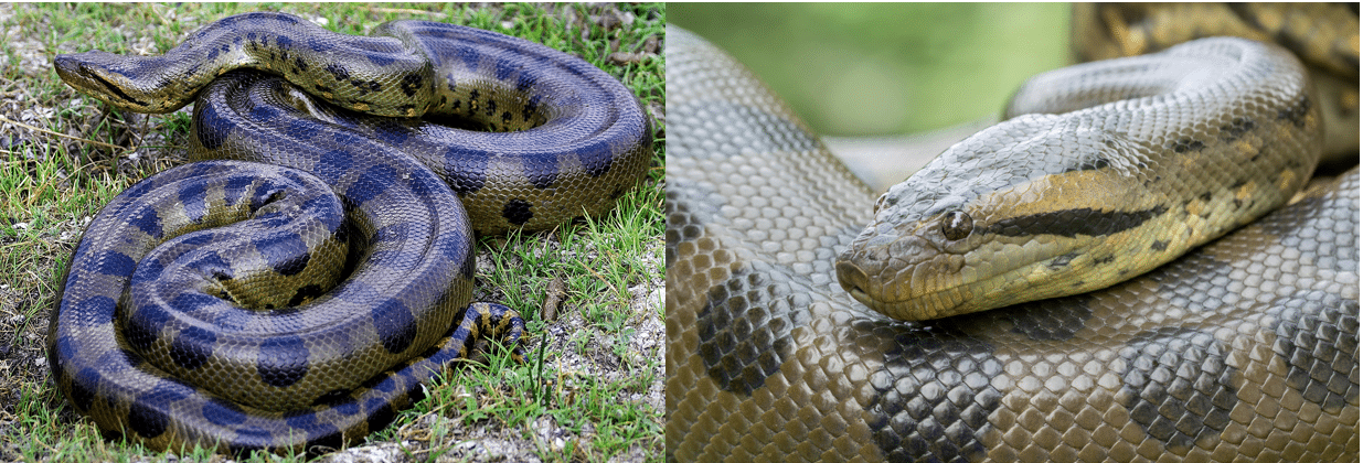 14 COMMON Snakes Found in Peru! (2023) - Bird Watching HQ