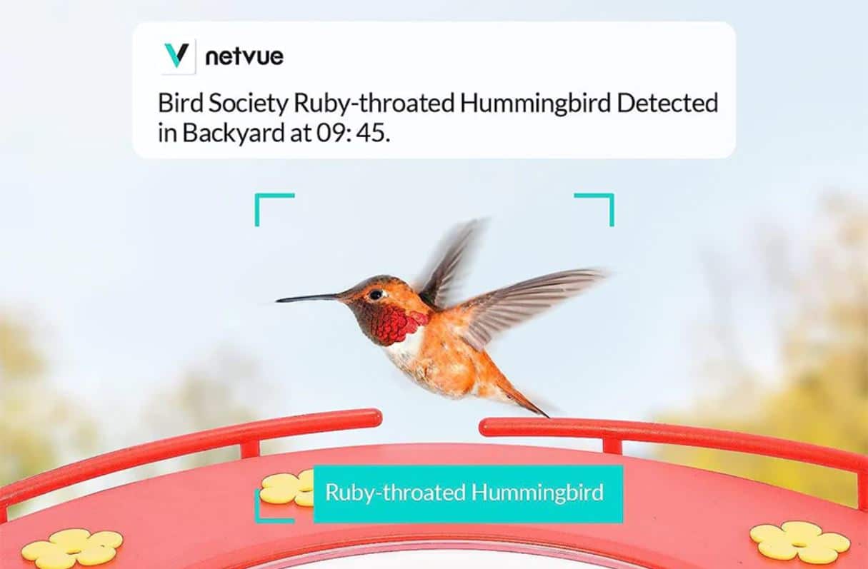3 LIVE Hummingbird Cams (Watch hummers RIGHT NOW) - Bird Watching HQ
