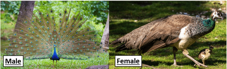 28 COMMON Birds That Are Found in Asia! (2025) - Bird Watching HQ