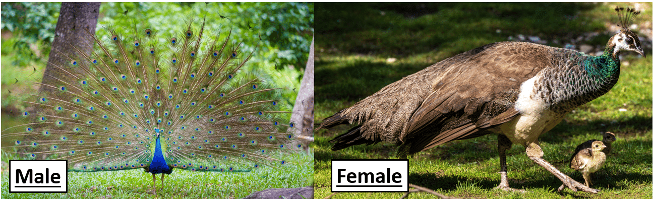 23 COMMON Birds That Are Found in India! (2025) - Bird Watching HQ