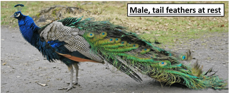 23 COMMON Birds That Are Found in India! (2025) - Bird Watching HQ