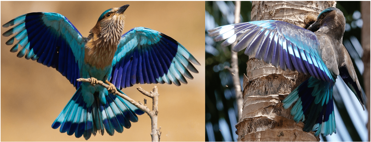 22 COMMON Birds That Are Found in Myanmar! (2025) - Bird Watching HQ