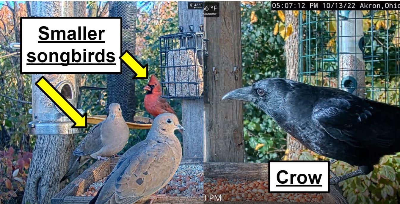 6 PROVEN Ways to Attract Crows to Your Yard! (2025) - Bird Watching HQ