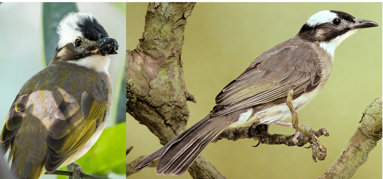 27 COMMON Birds That Are Found in China! (2025) - Bird Watching HQ