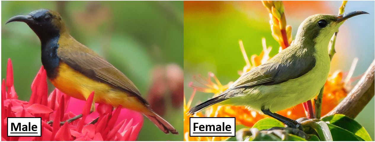 23 COMMON Birds That Are Found in India! (2025) - Bird Watching HQ