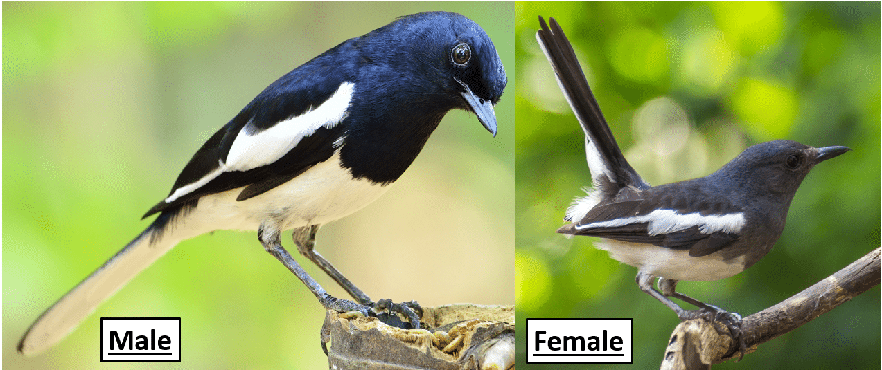 20 COMMON Birds That Are Found in Bangladesh! (2023) - Bird Watching HQ