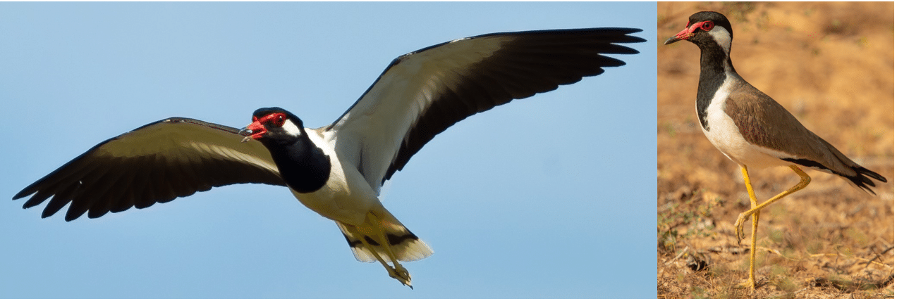 24 COMMON Birds That Are Found in Thailand! (2025) - Bird Watching HQ