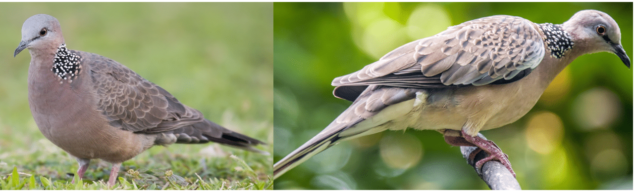 20 COMMON Birds That Are Found in Bangladesh! (2023) - Bird Watching HQ
