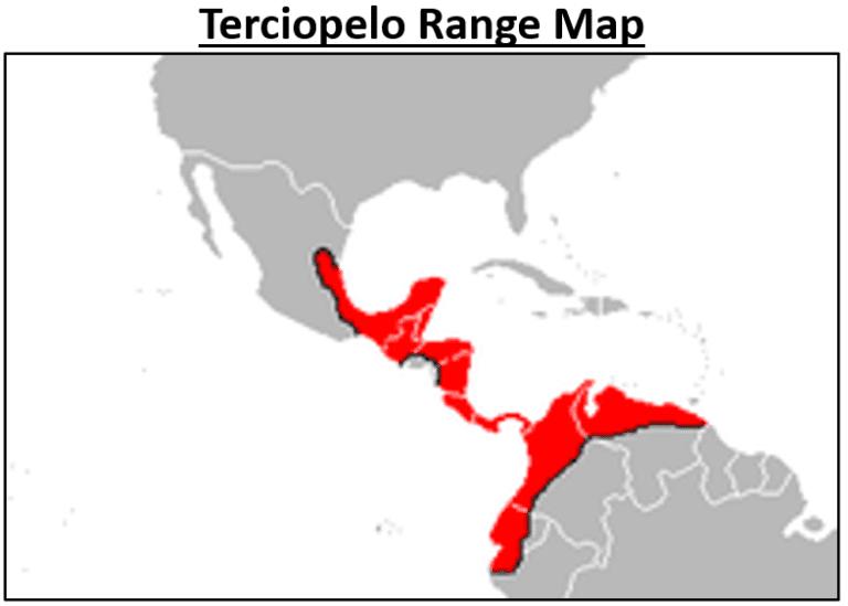 9 Venomous Snakes Found in Panama (2025) - Bird Watching HQ