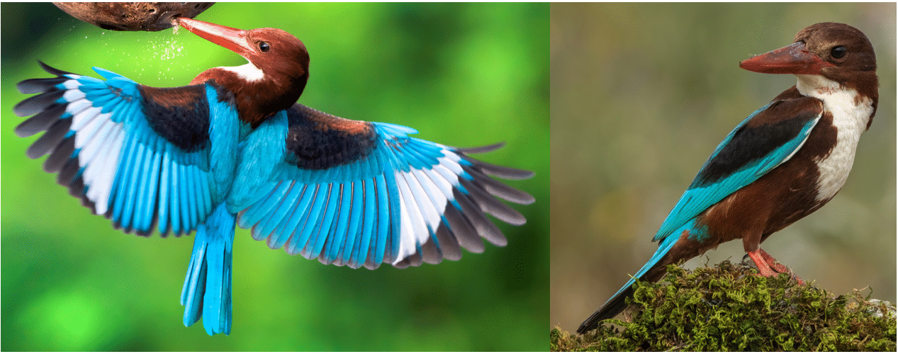 23 COMMON Birds That Are Found in India! (2024) - Bird Watching HQ