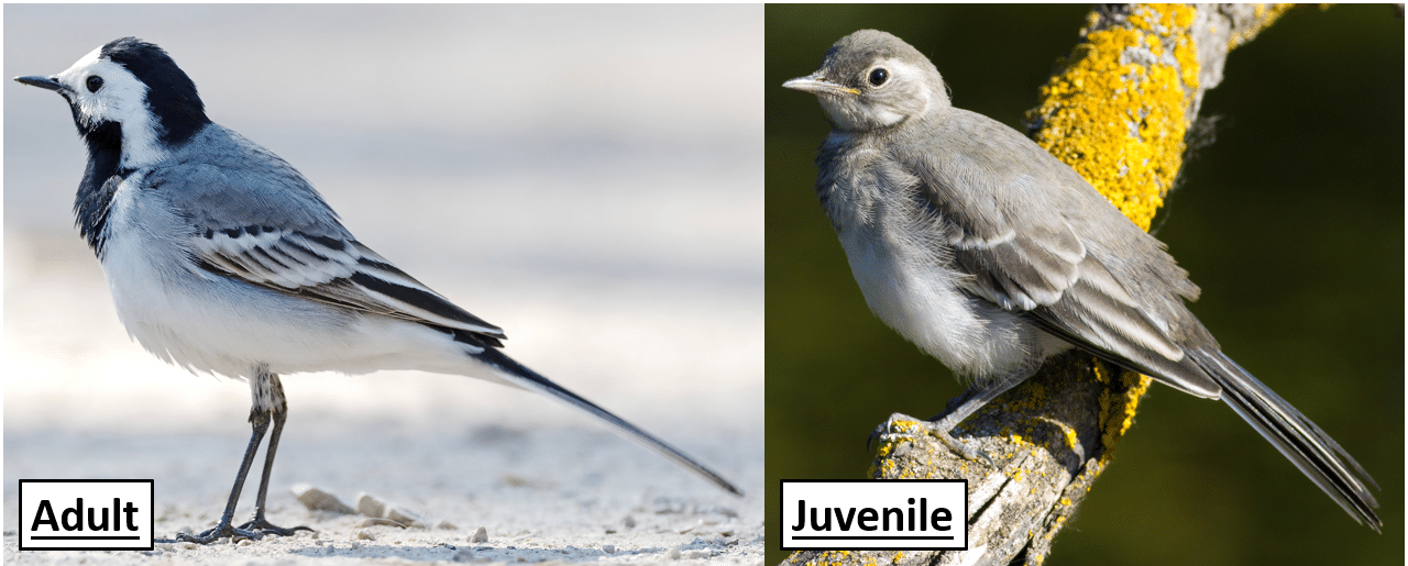 27 COMMON Birds That Are Found in China! (2024) - Bird Watching HQ