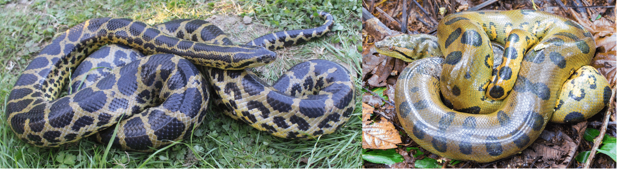 19 COMMON Snakes Found in Bolivia! (2024) - Bird Watching HQ