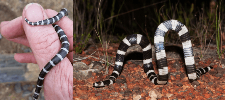 16 COMMON Snakes Found in Victoria! (2025) - Bird Watching HQ