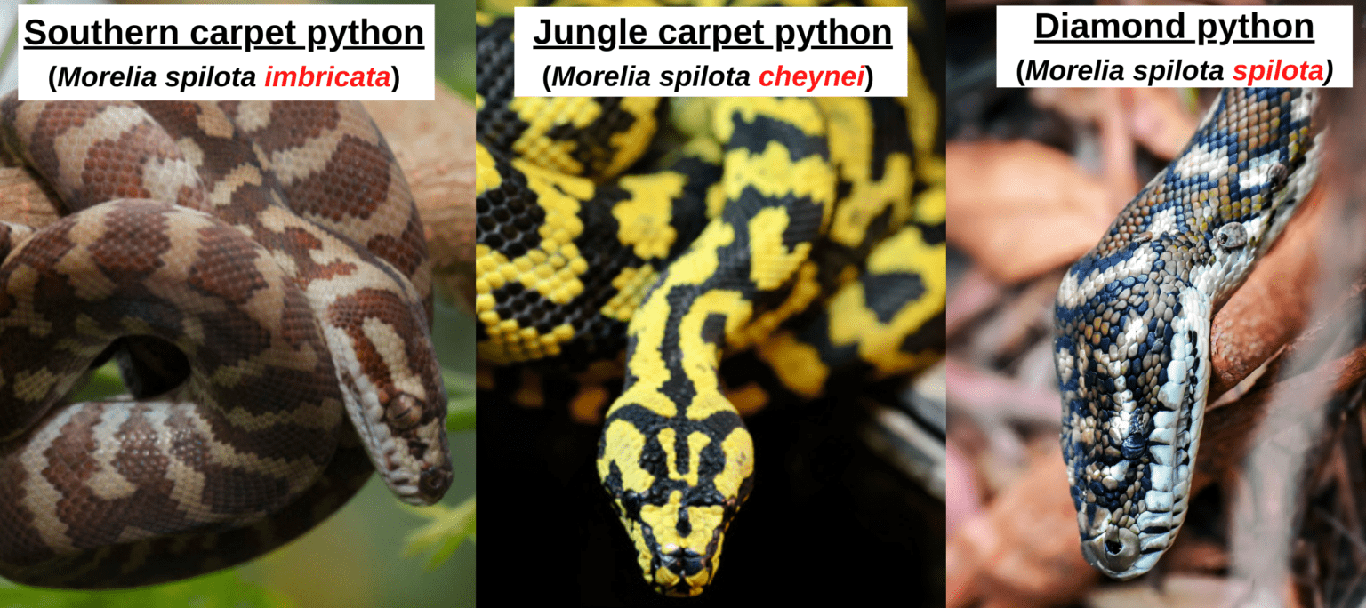 19 COMMON Snakes Found in Queensland! (2024) - Bird Watching HQ