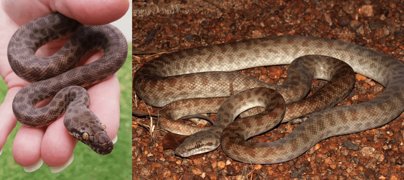 21 COMMON Snakes Found in New South Wales! (2024) - Bird Watching HQ