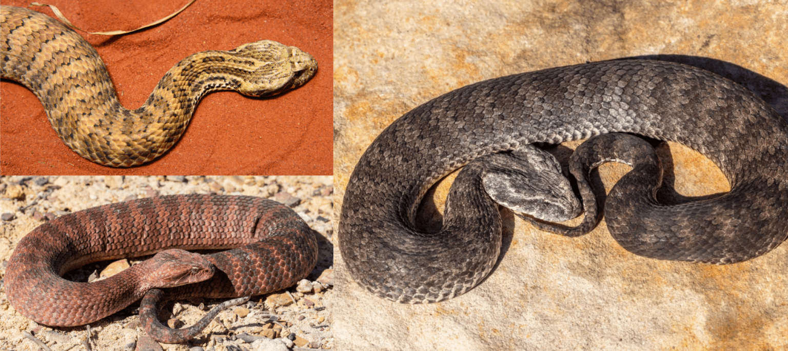 25 VENOMOUS Snakes Found in Australia (2025) - Bird Watching HQ