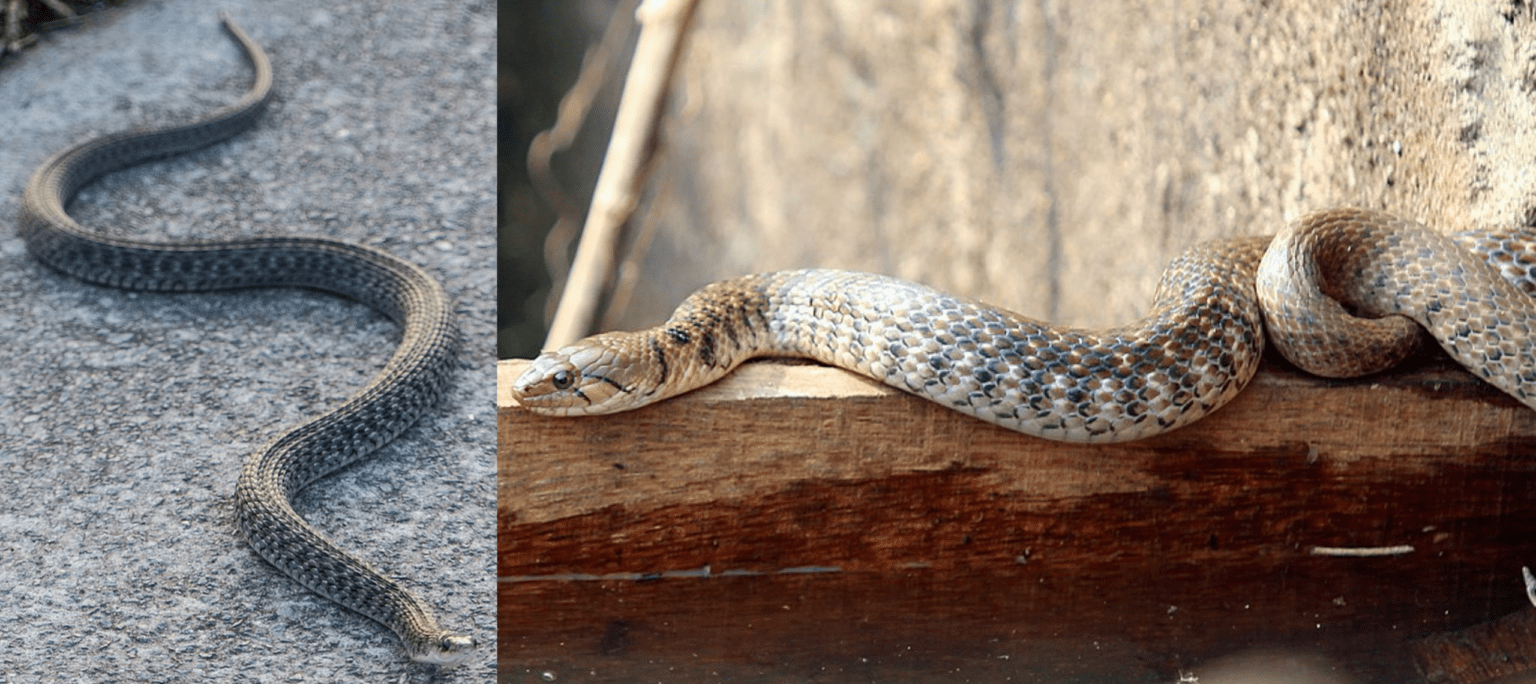 19 COMMON Snakes Found in Queensland! (2024) - Bird Watching HQ