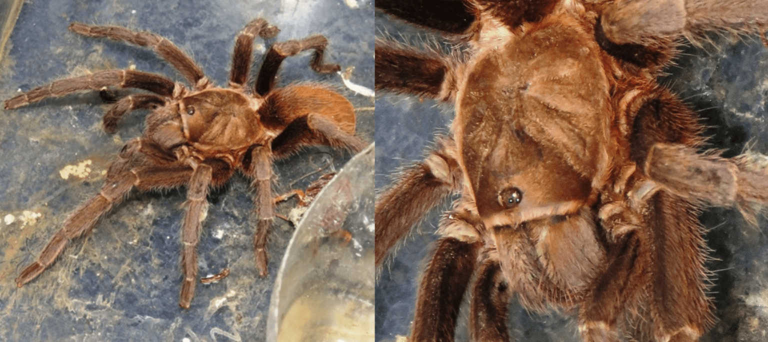 25 COMMON Spiders Found in Costa Rica! (2025) - Bird Watching HQ