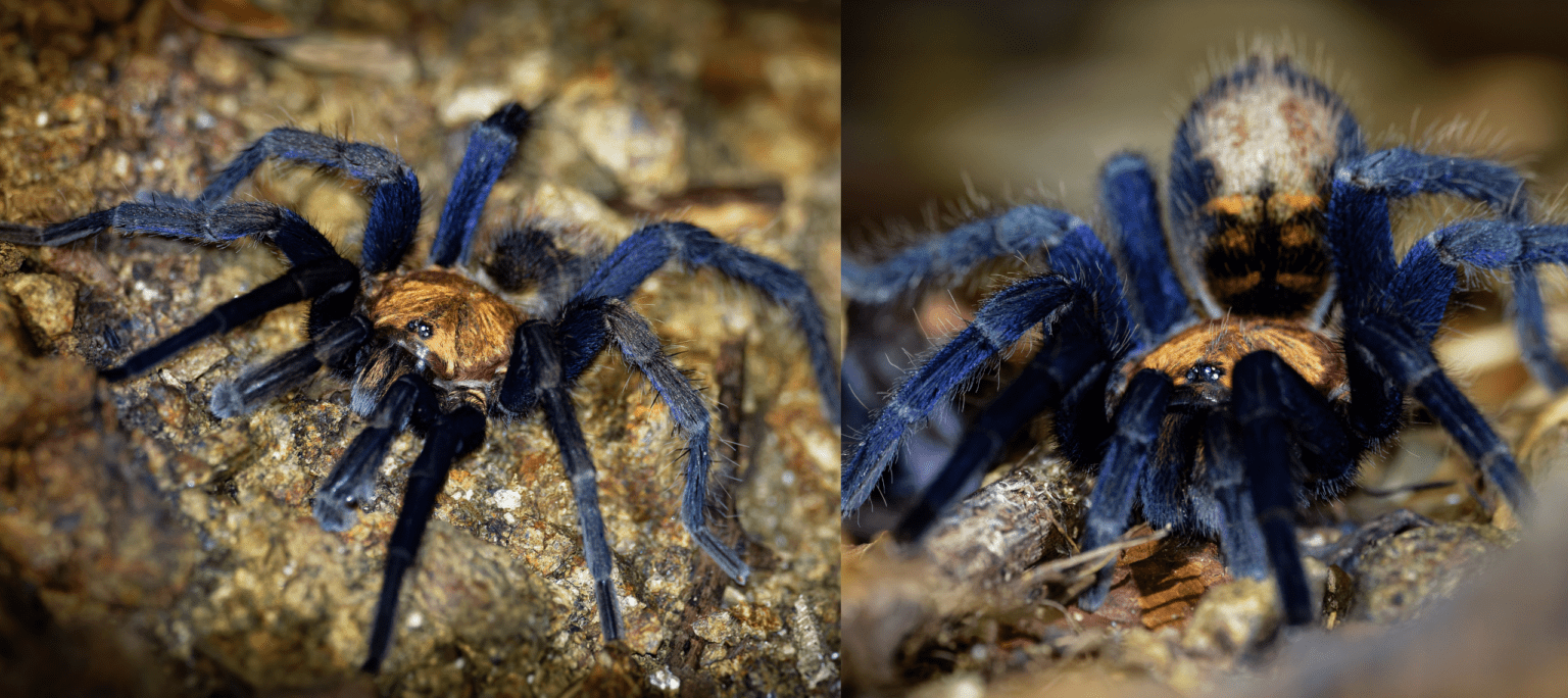 25 COMMON Spiders Found in Costa Rica! (2025) - Bird Watching HQ