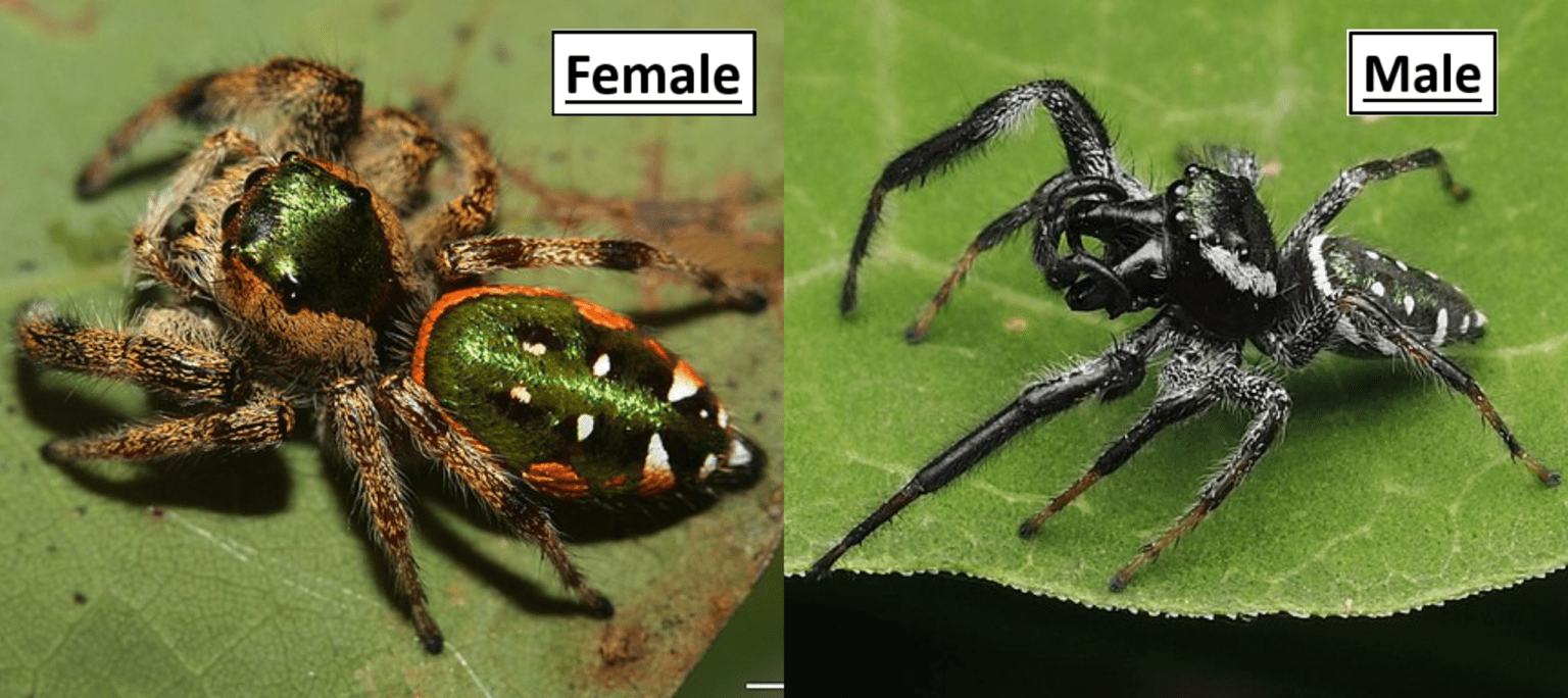 25 COMMON Spiders Found in Costa Rica! (2025) - Bird Watching HQ