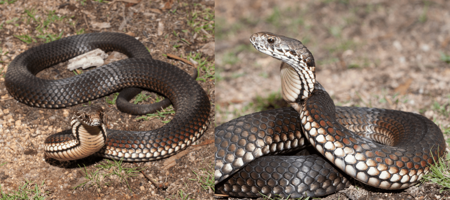 16 COMMON Snakes Found in Victoria! (2025) - Bird Watching HQ