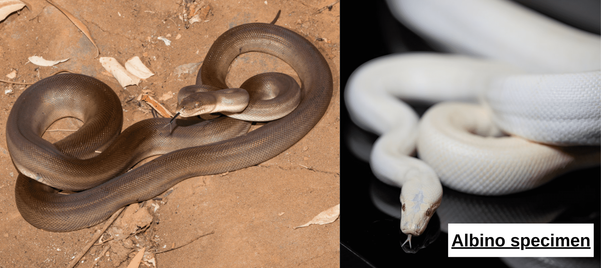13 COMMON SNAKES FOUND IN the Northern Territory! (2023) - Bird Watching HQ
