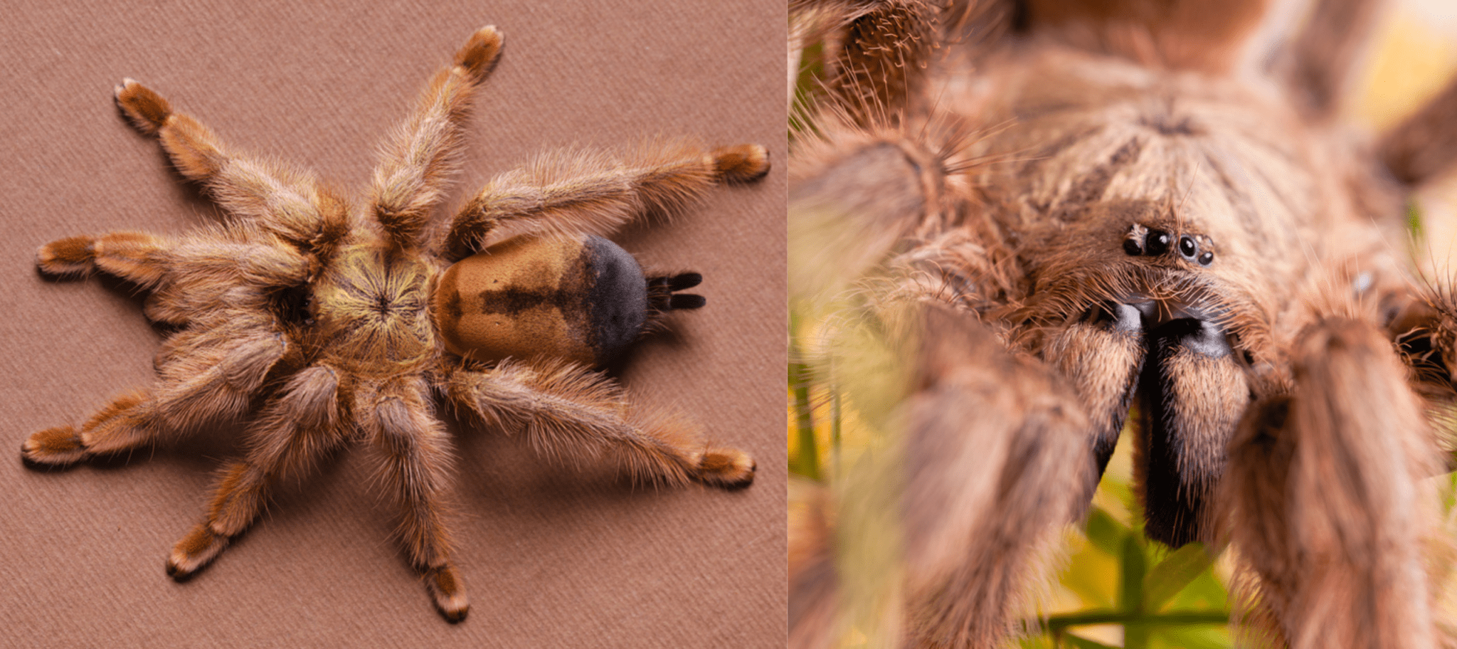 18 COMMON Spiders Found in Panama! (2025) - Bird Watching HQ