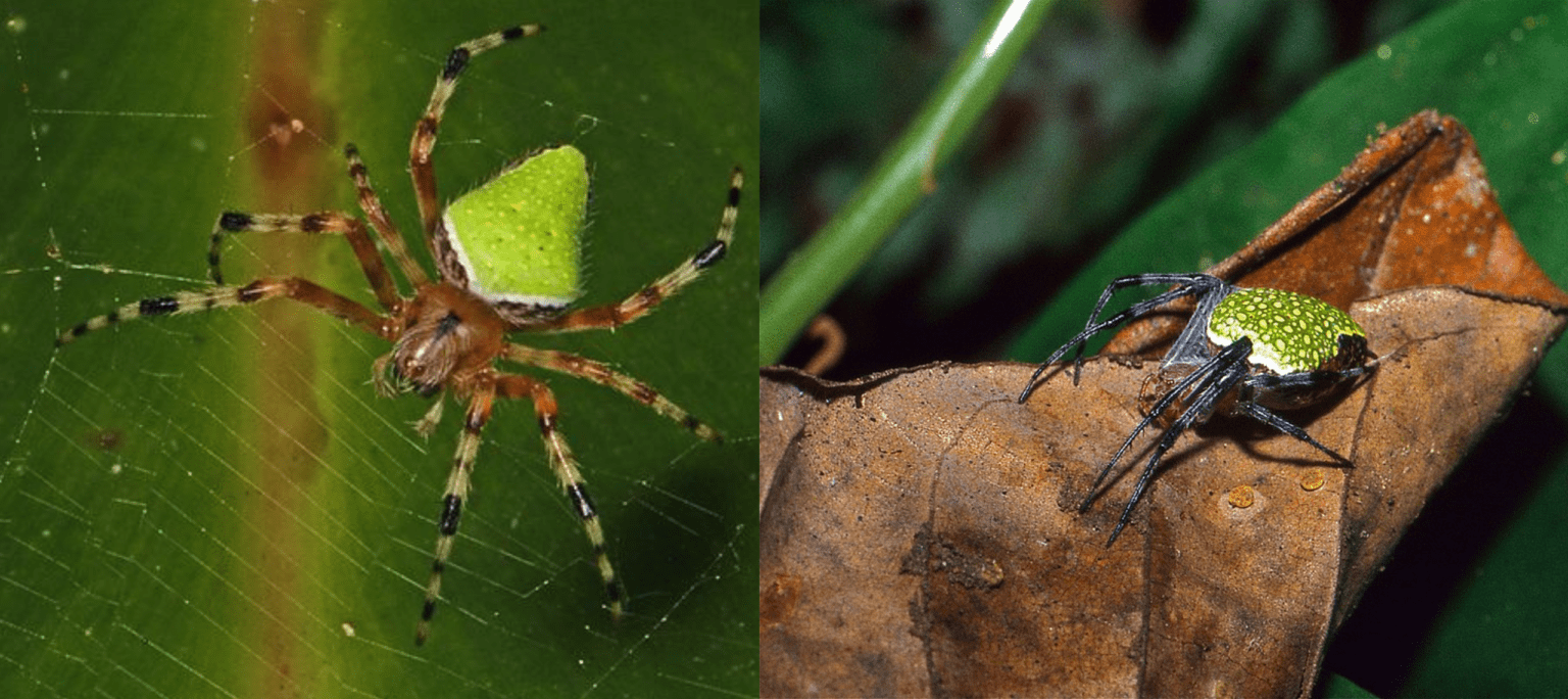 25 COMMON Spiders Found in Costa Rica! (2025) - Bird Watching HQ