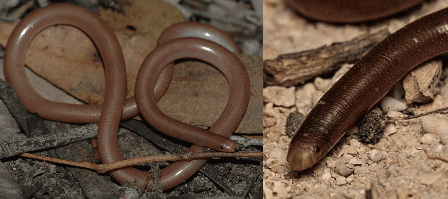 17 COMMON Snakes Found in Western Australia! (2024) - Bird Watching HQ