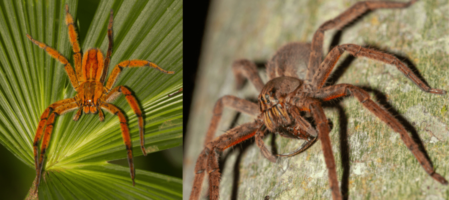 25 COMMON Spiders Found in Costa Rica! (2025) - Bird Watching HQ
