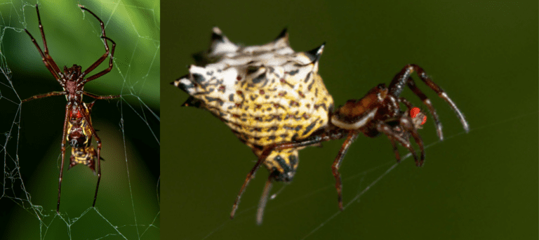 25 COMMON Spiders Found in Costa Rica! (2023) - Bird Watching HQ