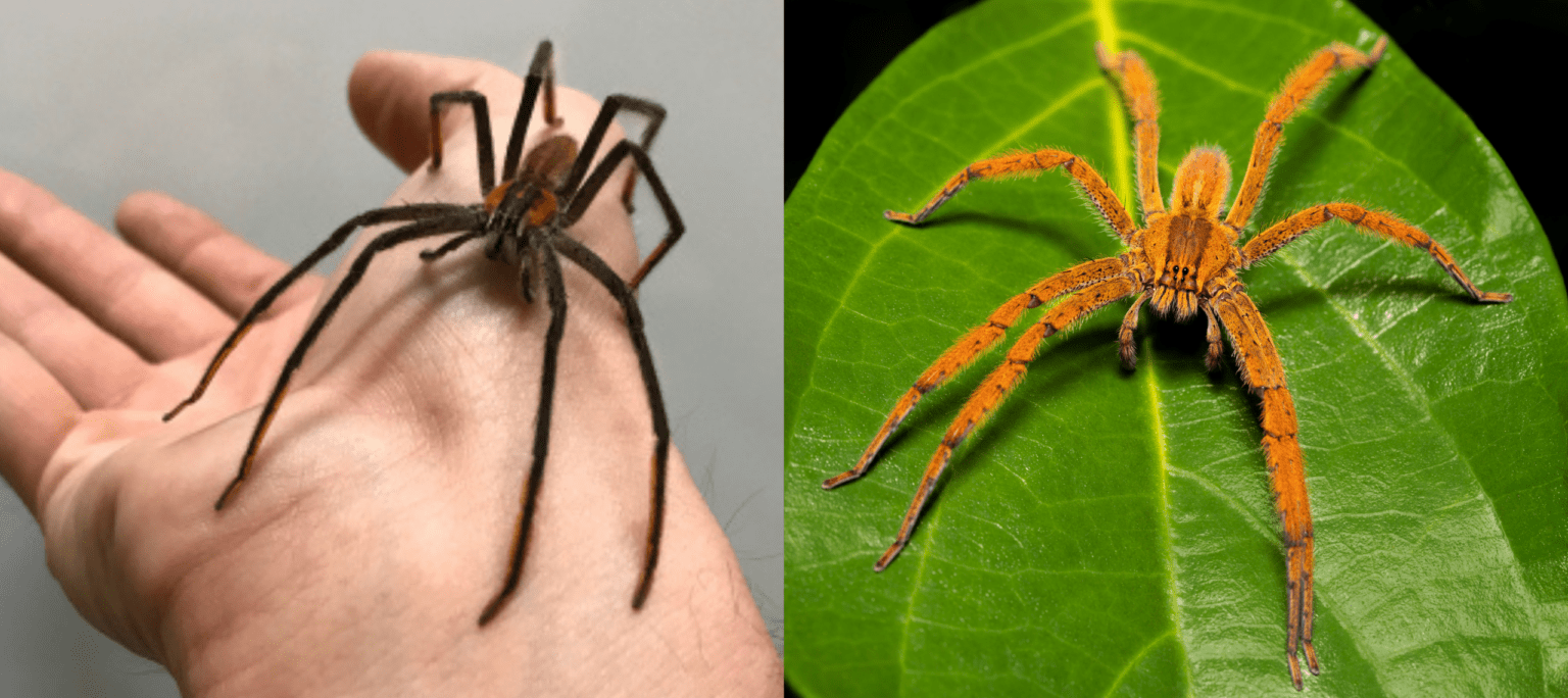 25 COMMON Spiders Found in Costa Rica! (2025) - Bird Watching HQ