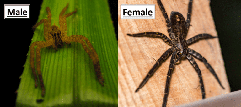 25 COMMON Spiders Found in Costa Rica! (2023) - Bird Watching HQ