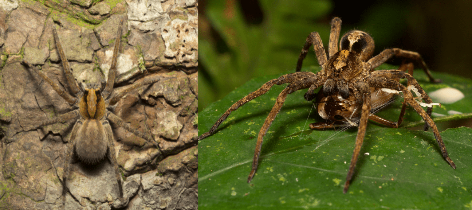 25 COMMON Spiders Found in Costa Rica! (2026) - Bird Watching HQ
