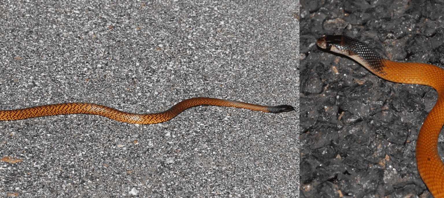 11 VENOMOUS Snakes Found in Western Australia (2025) - Bird Watching HQ