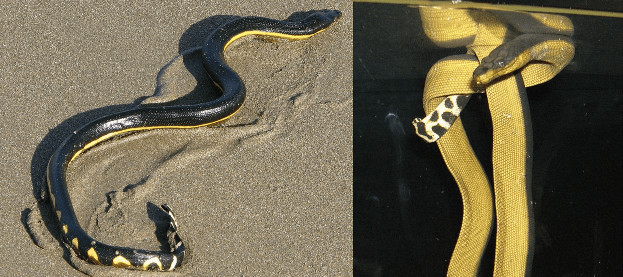 11 VENOMOUS Snakes Found in Victoria (2025) - Bird Watching HQ