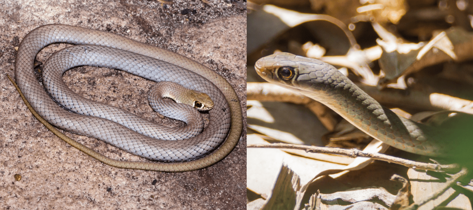 19 COMMON Snakes Found in Queensland! (2024) - Bird Watching HQ