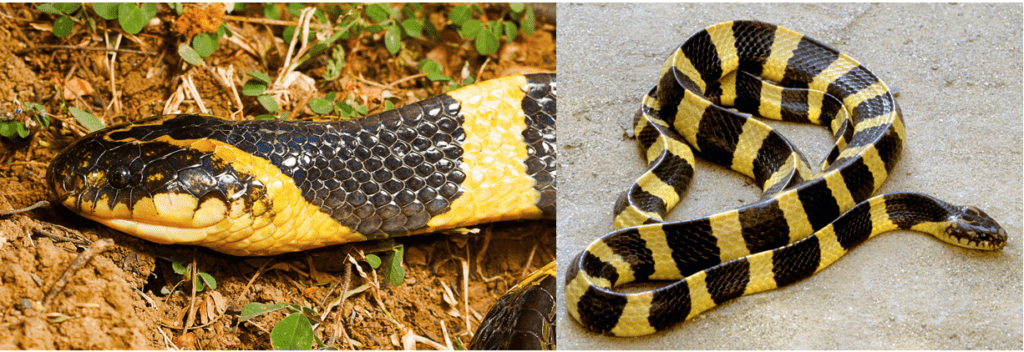 26 Types of Venomous Snakes in Asia (DANGEROUS) - Bird Watching HQ