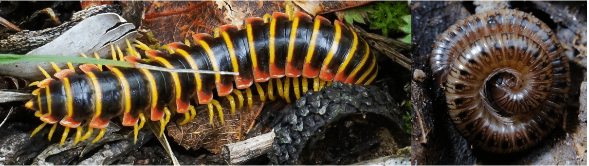 11 Kinds of Centipedes & Millipedes in South Carolina! - Bird Watching HQ