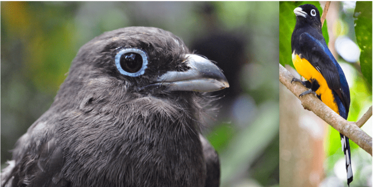 28 COMMON Birds Found in Belize! (2023) - Bird Watching HQ