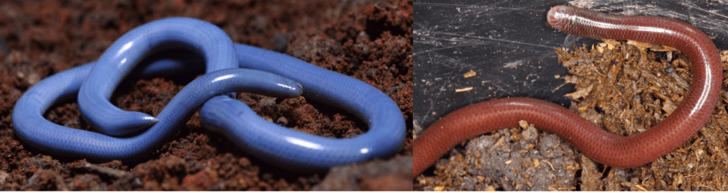 5 COMMON Snakes Found in Pakistan! (2025) - Bird Watching HQ