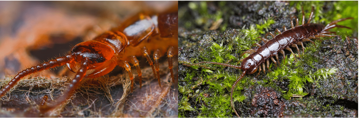 5 Kinds of Centipedes & Millipedes in New Hampshire! - Bird Watching HQ