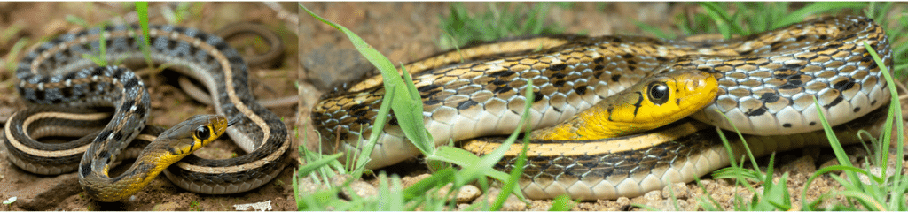 20 COMMON Snakes in India! (2025) - Bird Watching HQ