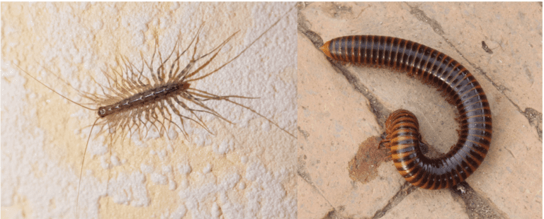 7 Kinds of Centipedes & Millipedes Found in Arizona! - Bird Watching HQ