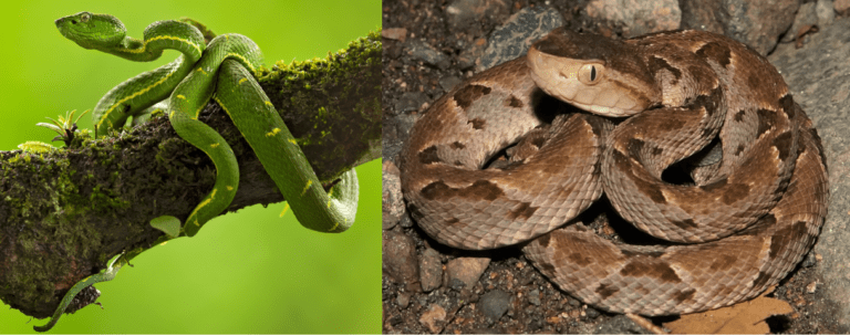 19 COMMON Snakes in Belize! (2025) - Bird Watching HQ