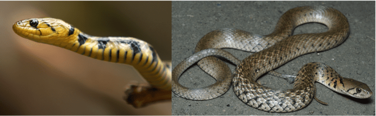 35 COMMON Types of Snakes Found in Asia! (2023) - Bird Watching HQ