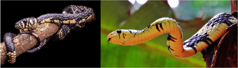 24 COMMON Snakes in Mexico! (2025) - Bird Watching HQ