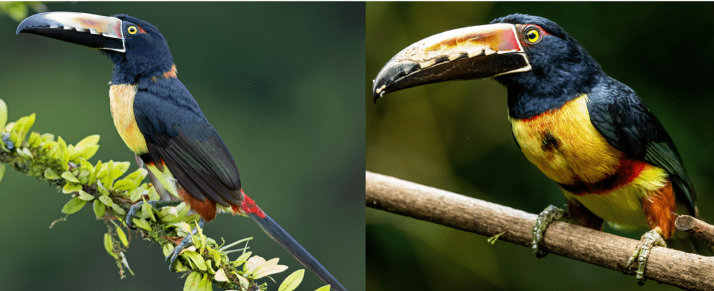 30 COMMON Birds Found in Central America! (2025) - Bird Watching HQ